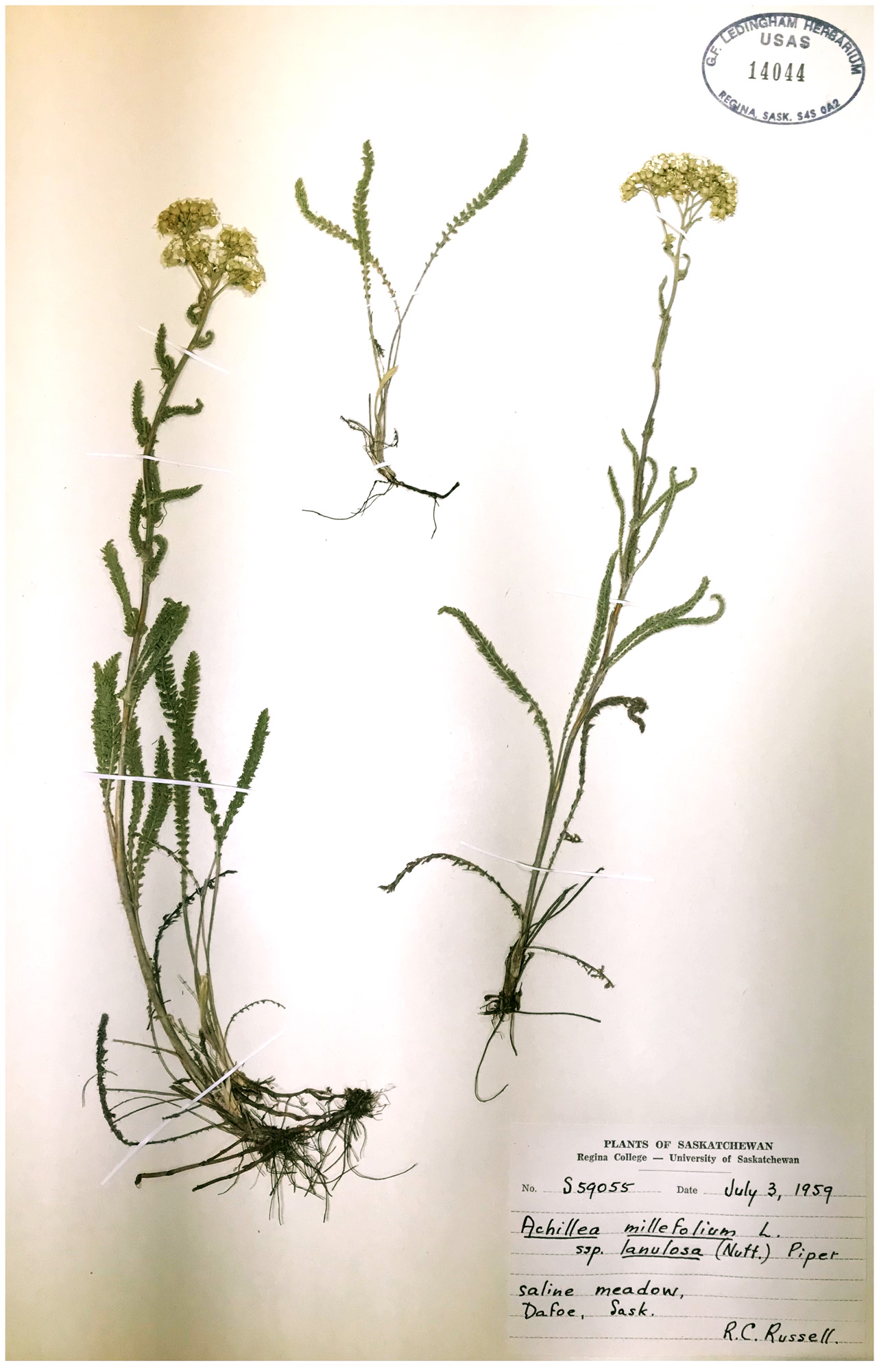 Inside the George Ledingham Herbarium | Degrees Magazine | University ...