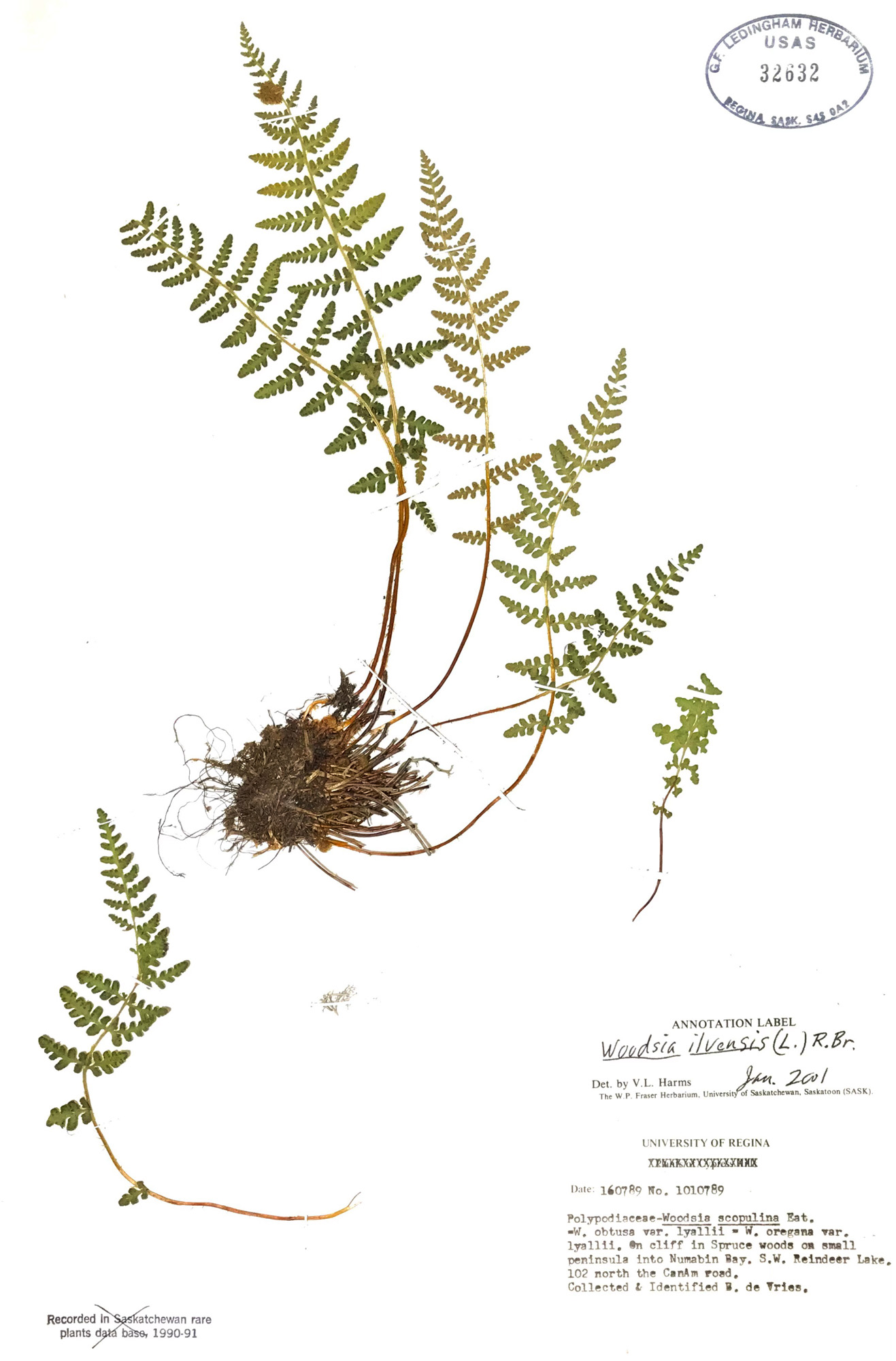 Inside the George Ledingham Herbarium | Degrees Magazine | University ...