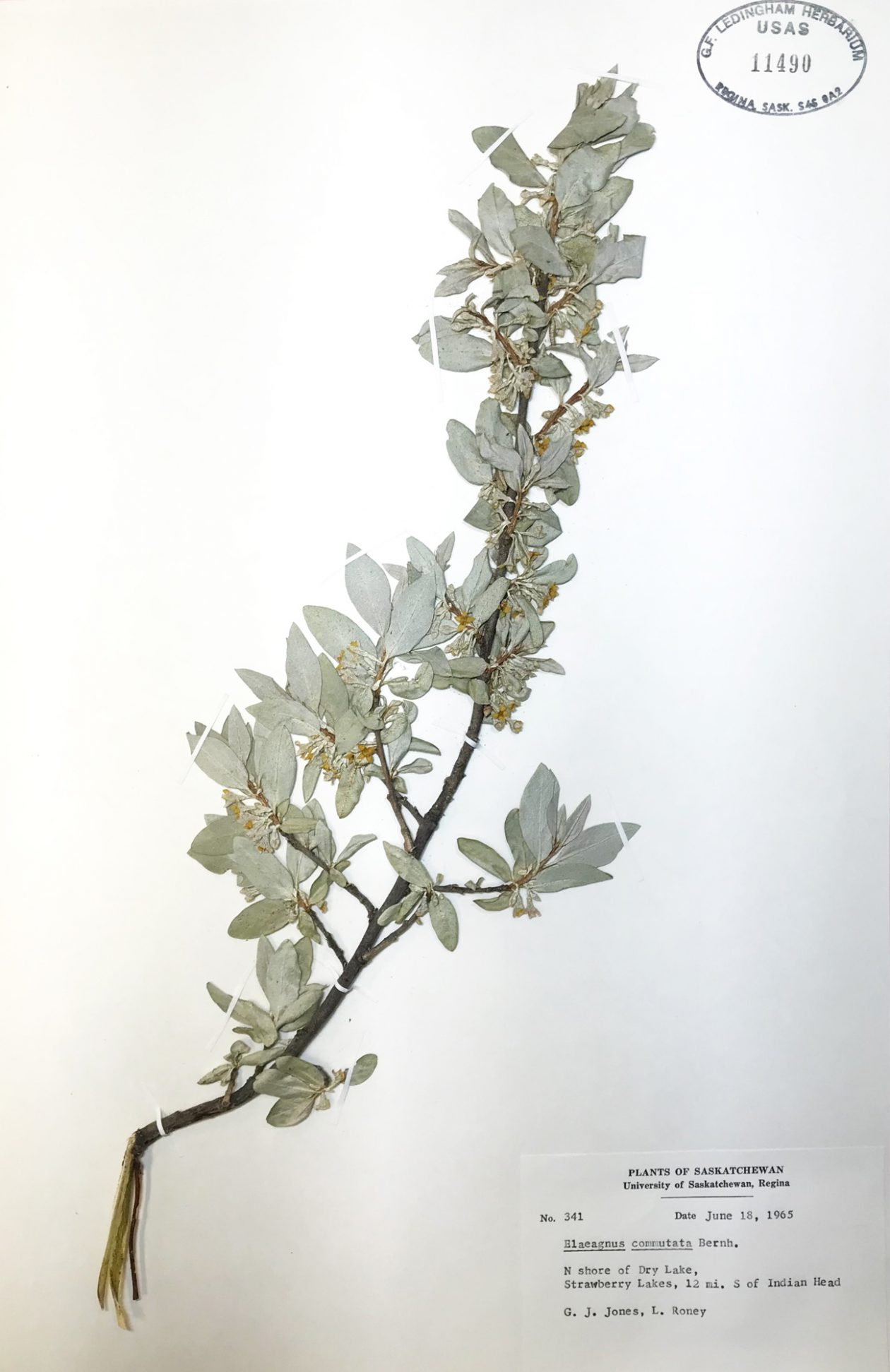 Inside the George Ledingham Herbarium | Degrees Magazine | University ...